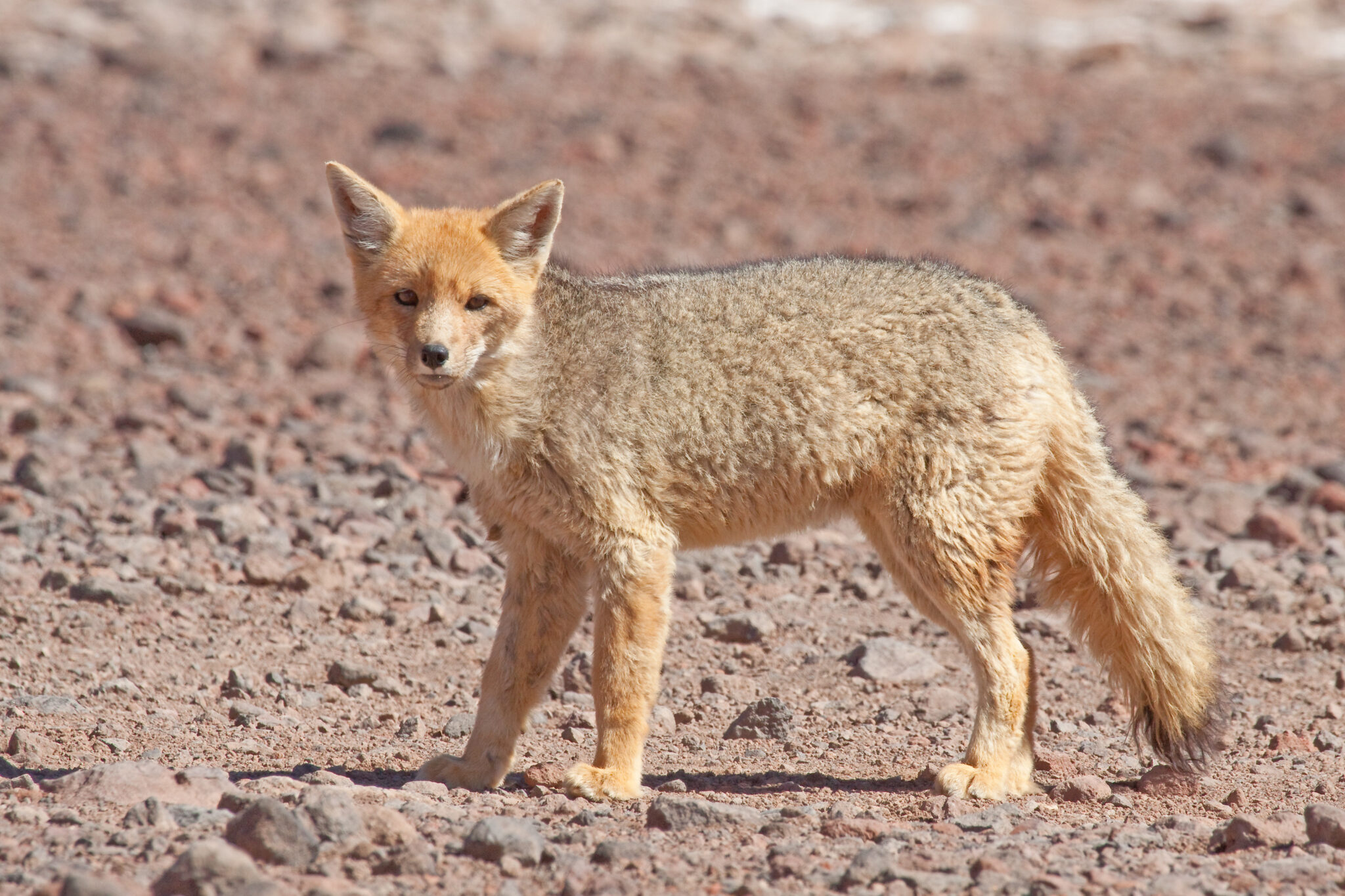 Andean fox – Fox Protection International