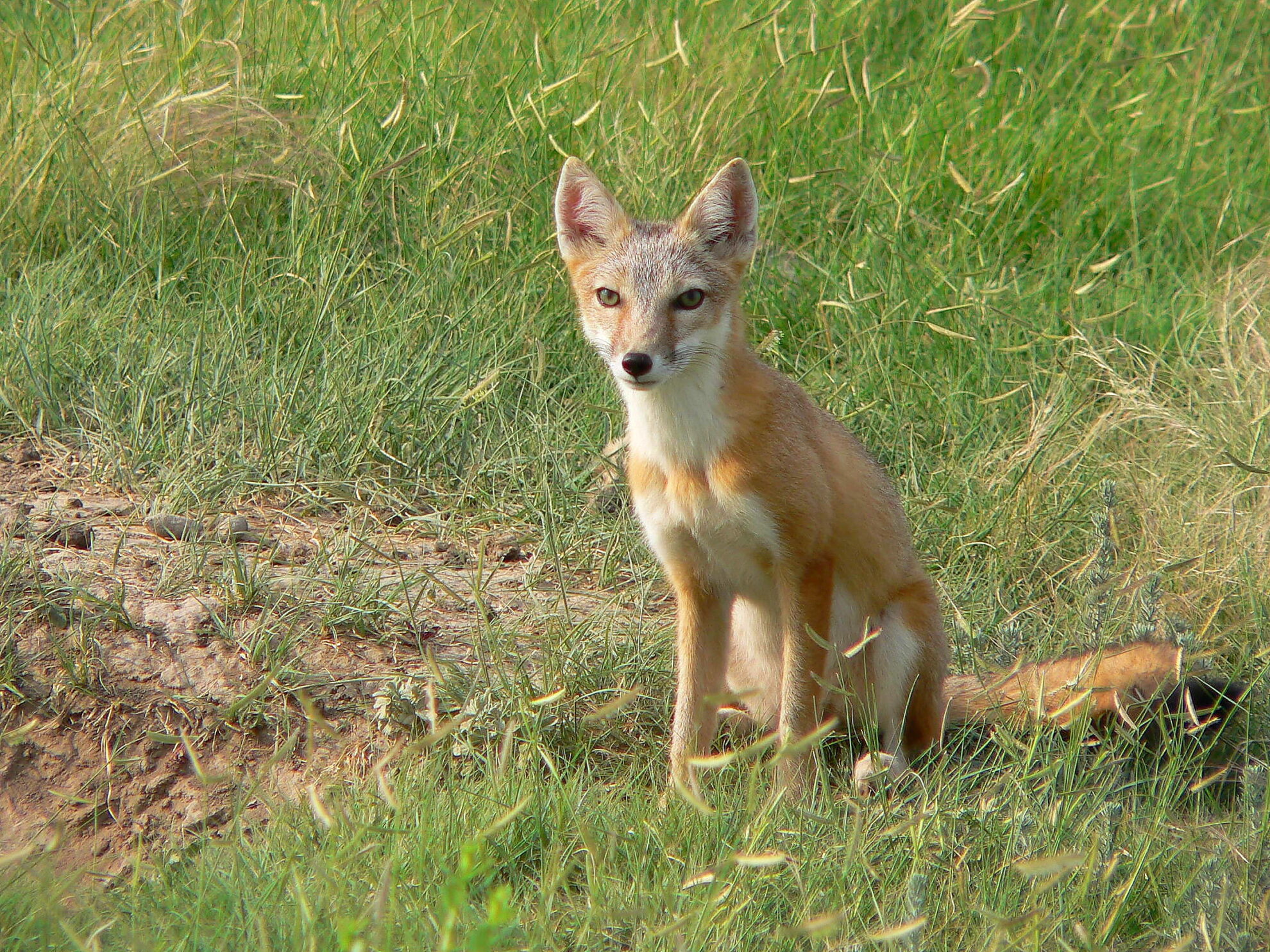 Swift fox – Fox Protection International