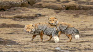 Tibetan Sand fox – Fox Protection International