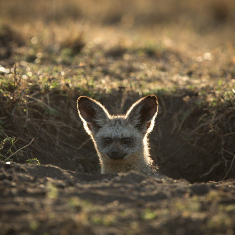 The Foxes – Fox Protection International